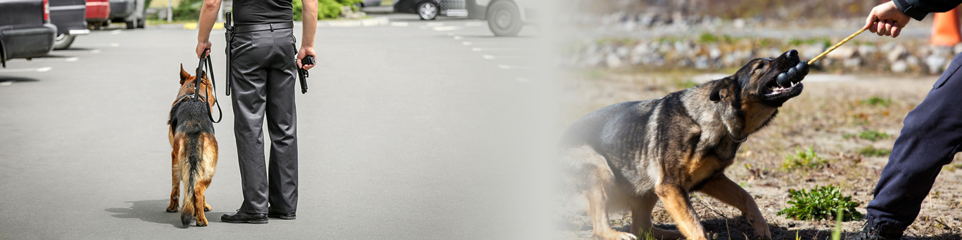 Police Dog Attack Attorneys Minneapolis | Police Dog Bite Injury ...